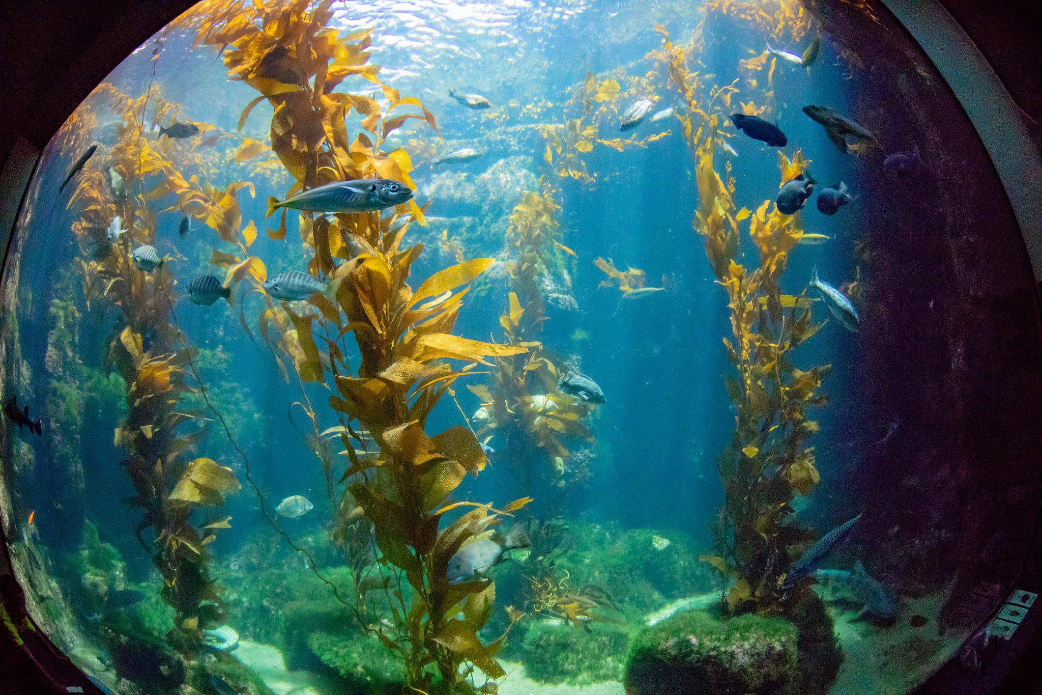 Ocean Exploration With Birch Aquarium At Scripps San Diego Festival Of Science And Engineering