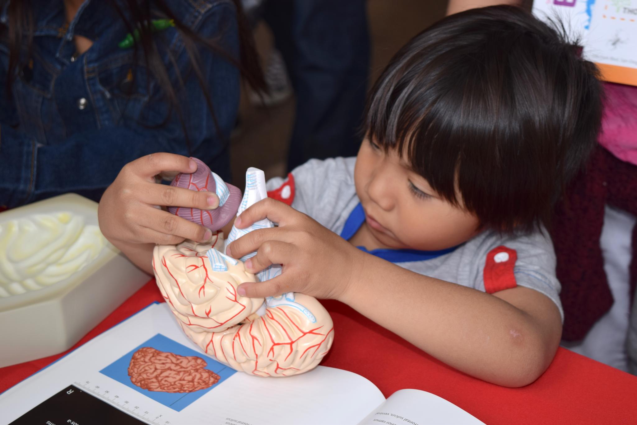 Brain Dissection Workshop! | San Diego Festival of Science & Engineering
